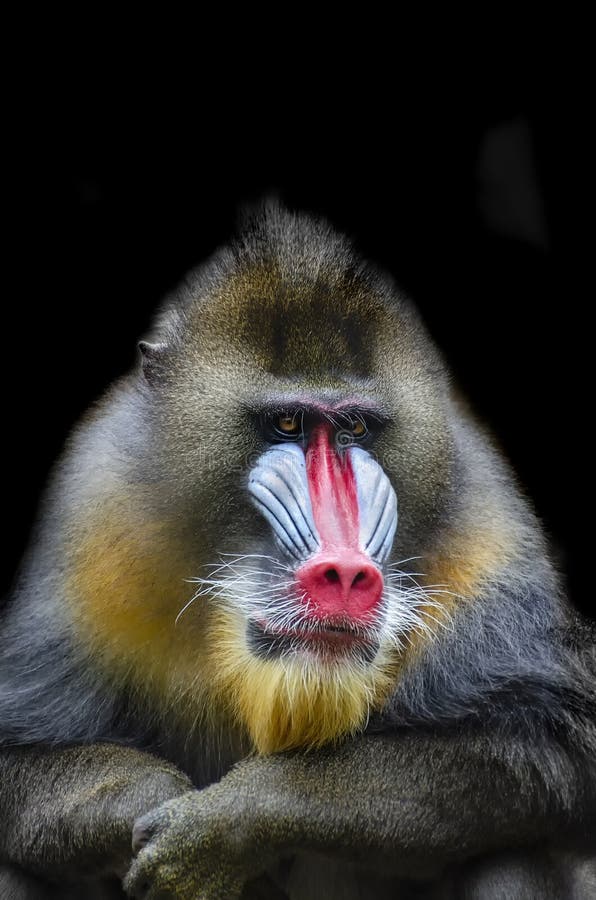 Portrait of Mandrill, Mandrillus Sphinx Stock Photo - Image of ...