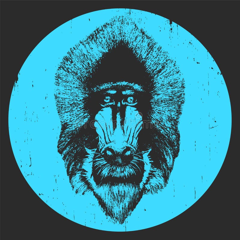 Portrait of Mandrill. stock vector. Illustration of sketch - 87871870