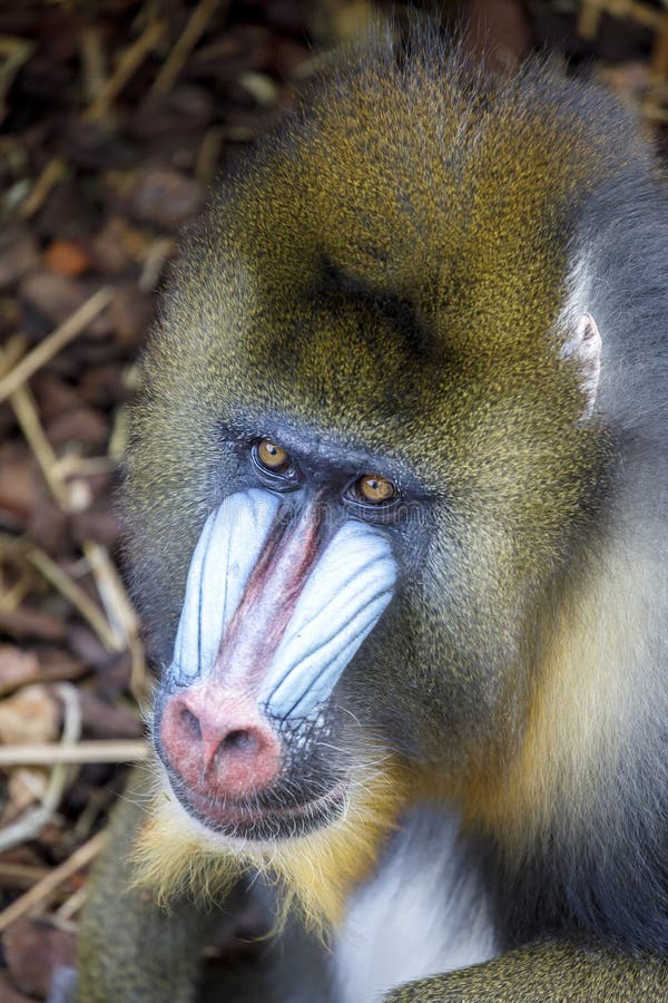 Portrait of Mandrill, Mandrillus Sphinx Stock Photo - Image of ...