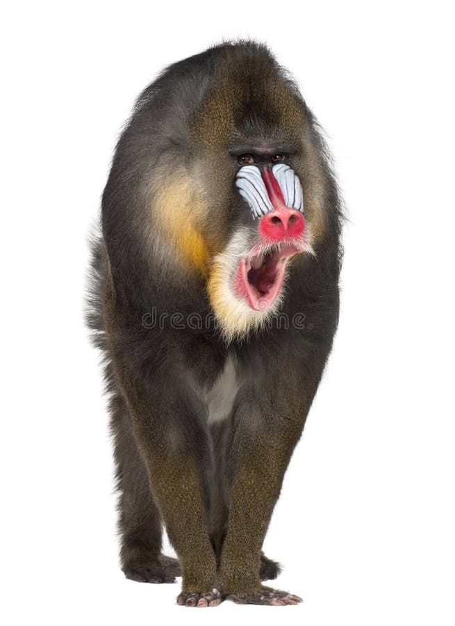 Portrait of Mandrill, Mandrillus Sphinx Stock Photo - Image of ...