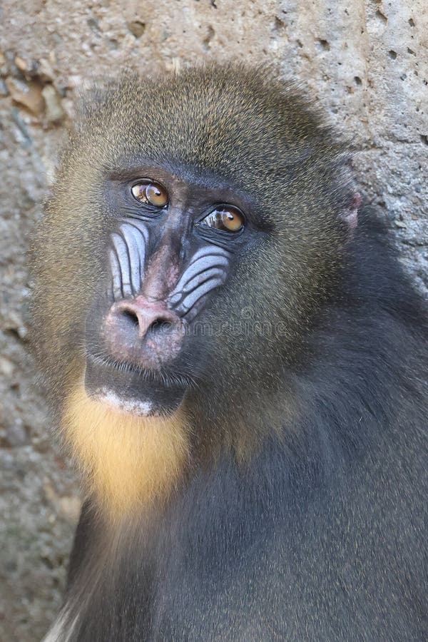 Portrait of a mandrill stock image. Image of grey, sphinx - 357712923