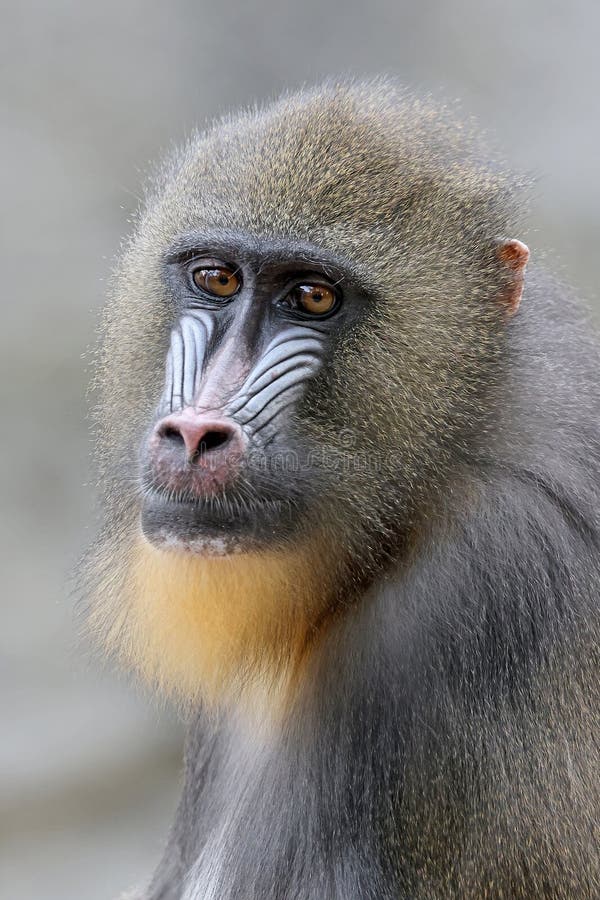 Portrait of a mandrill stock image. Image of nature - 357712947
