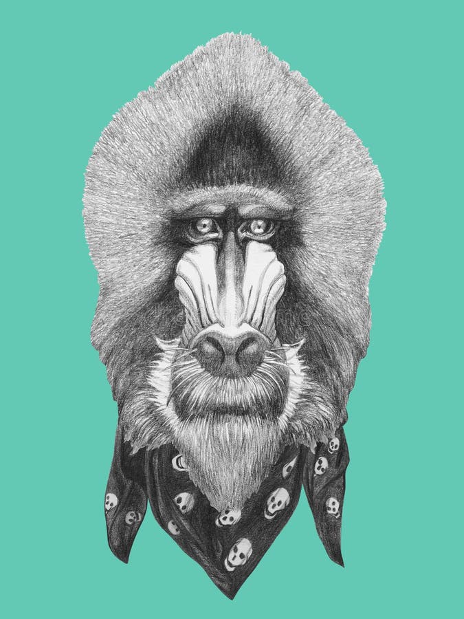 Portrait of Mandrill with Scarf. Stock Illustration - Illustration of ...