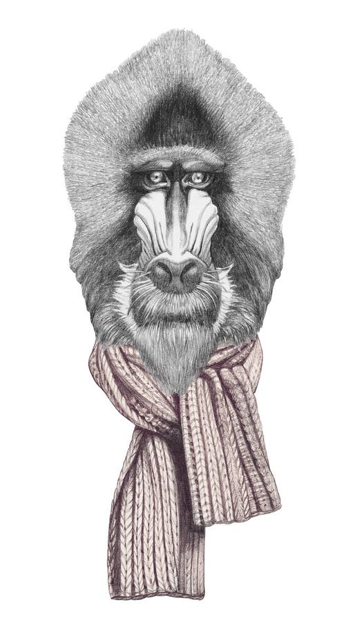 Portrait of Mandrill with Scarf. Stock Illustration - Illustration of ...
