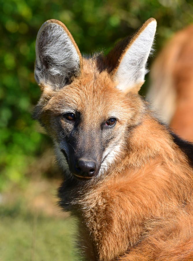 Portrait of a Maned wolf stock photo. Image of predator - 130840076
