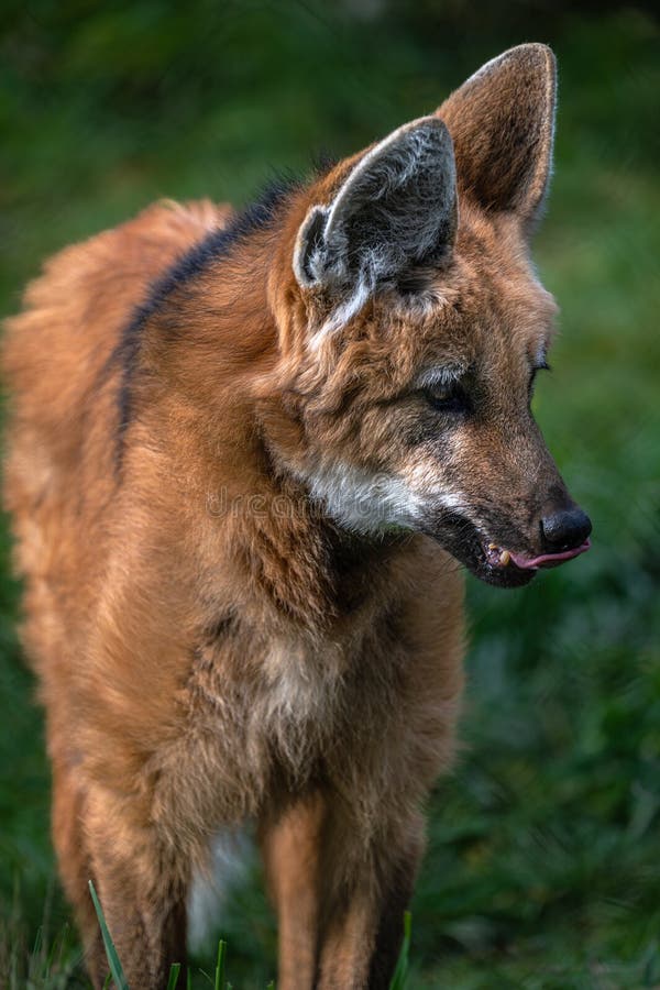 Portrait of a Maned Wolf stock image. Image of nature - 377767437