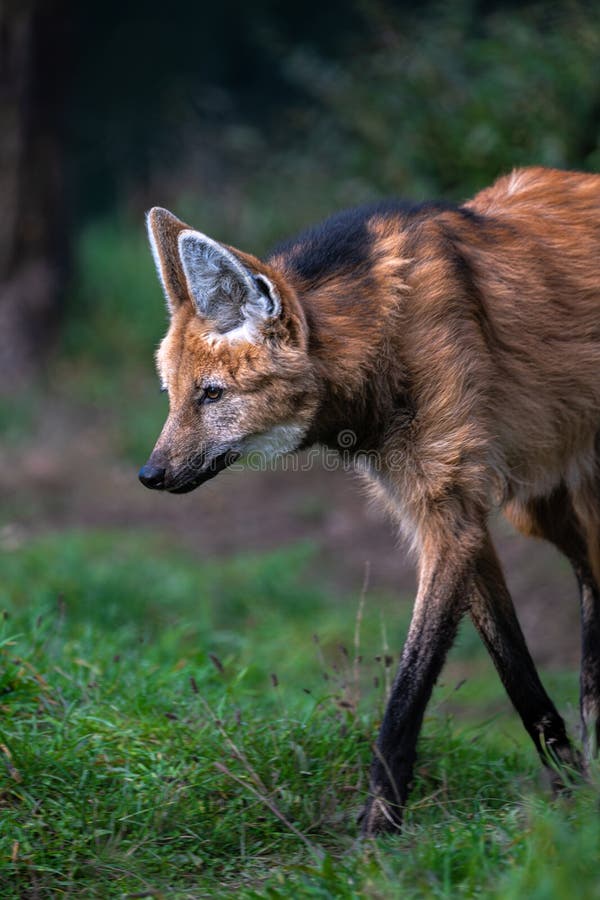 Portrait of a Maned Wolf stock image. Image of bolivia - 377767635