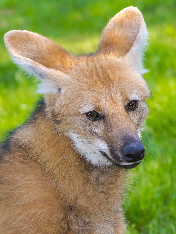Maned Wolf (Chrysocyon Brachyurus) Stock Image - Image of american ...