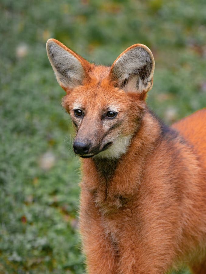Portrait Maned Wolf in Wild Stock Image - Image of looking, park: 278286091