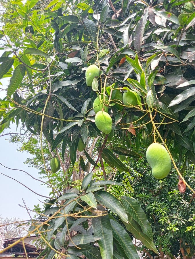 Portrait of Mango Fruit on the Tree Stock Image - Image of fruits ...