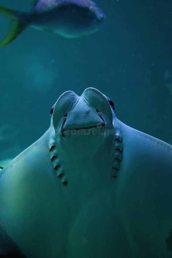 Portrait of a Manta Rays Smiling in Water. Stock Photo - Image of ...