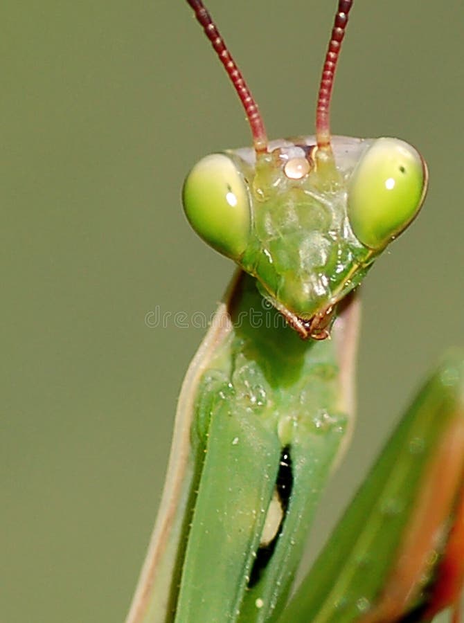 Portrait of a Mantis stock photo. Image of alien, green - 11489194
