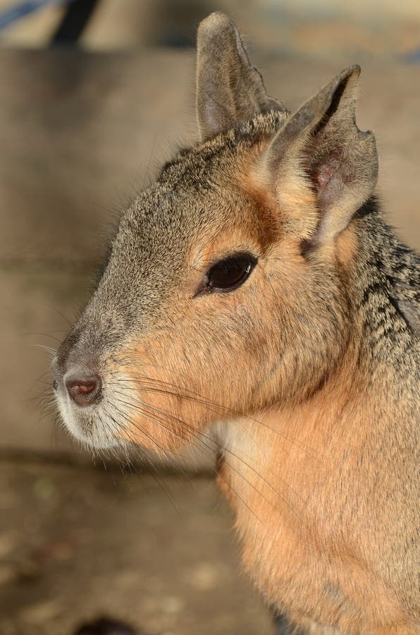 Portrait of a Mara (Dolichotis) Stock Image - Image of mara, whiskers ...