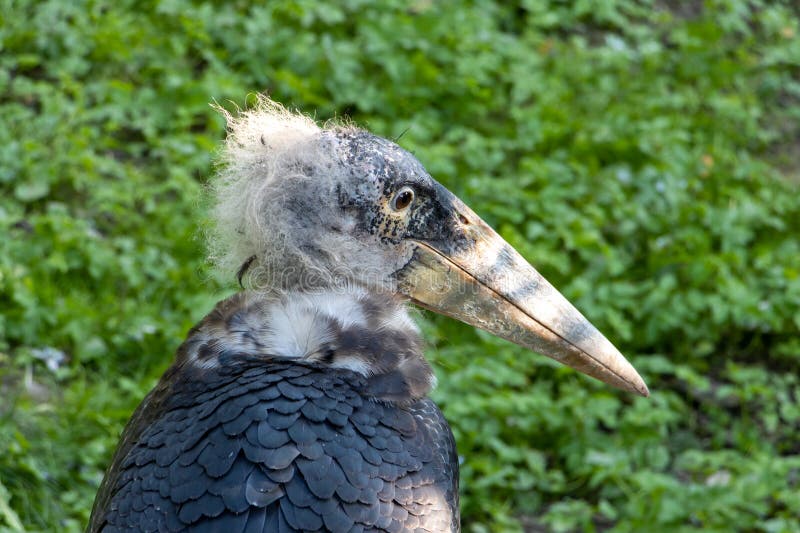 The Portrait of the Marabou Stork (Leptoptilos Crumenifer) Stock Photo ...