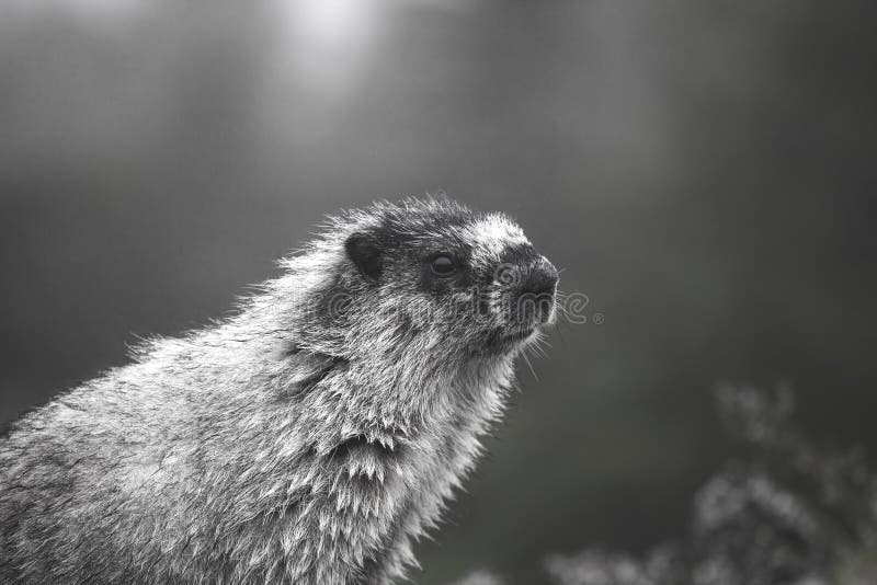 Alaskan Marmot Stock Photos - Free & Royalty-Free Stock Photos from ...