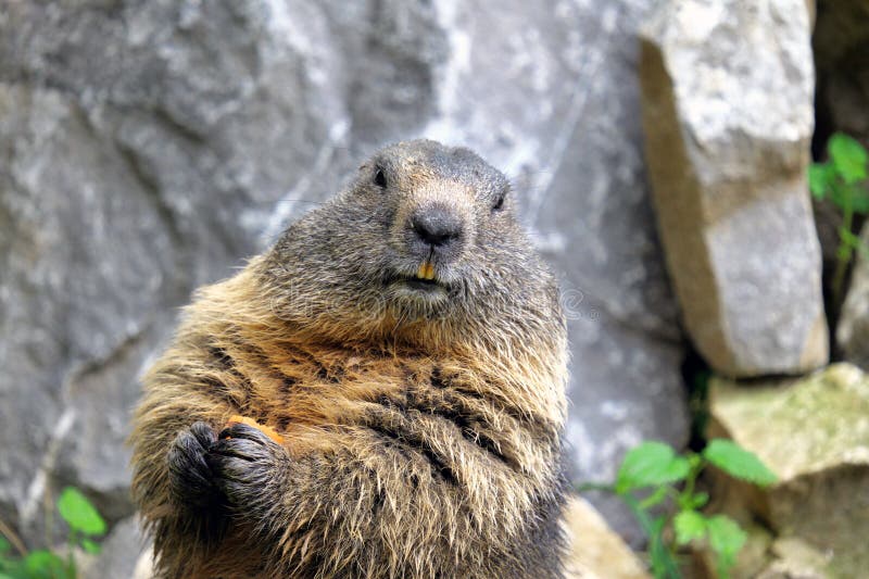 Portrait of Marmot with Big Teeth Stock Image - Image of carrot ...