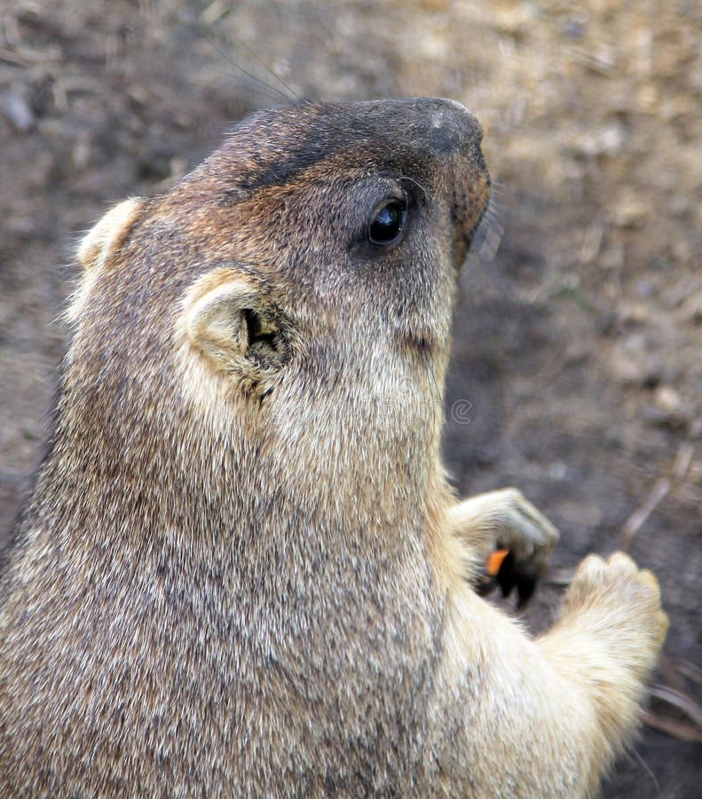 Portrait of Marmot. Cute Sit Up on Its Hind Legs Animal Marmot, Marmota ...
