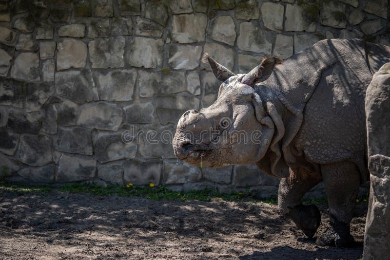 Portrait of a Massive Beautiful Rhinoceros, Wildlife Stock Photo ...