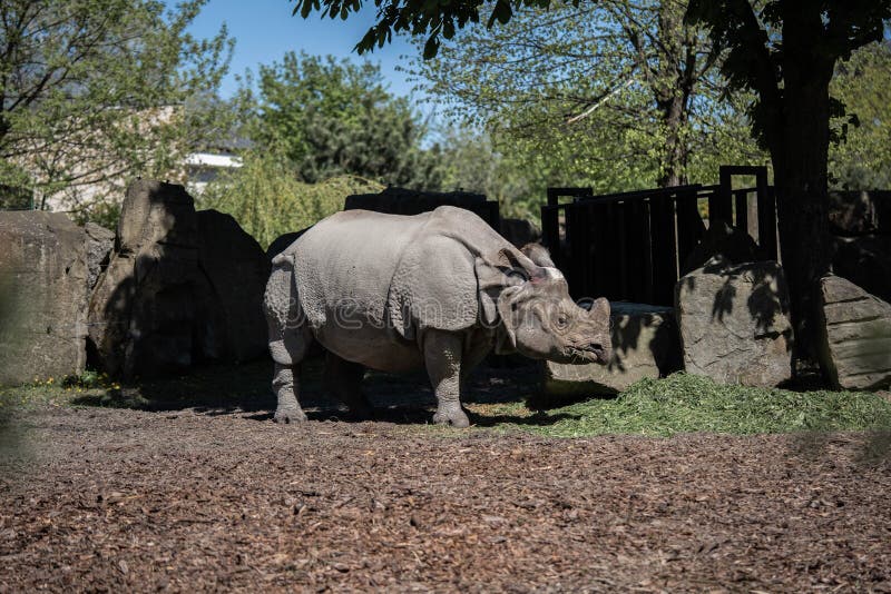Portrait of a Massive Beautiful Rhinoceros, Wildlife Stock Image ...