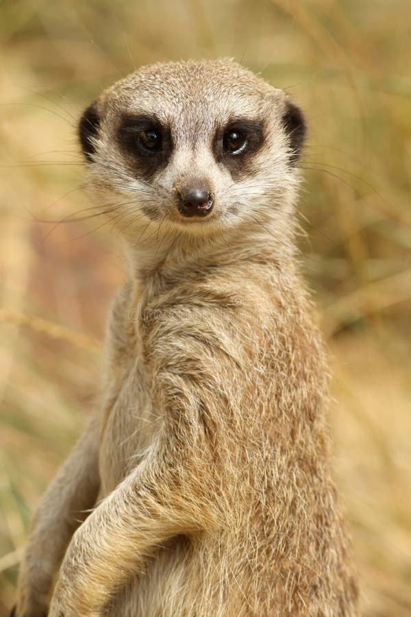Portrait of a meerkat stock photo. Image of head, brown - 18384068 Portrait of a meerkat stock photo. Image of head, brown - 18384068