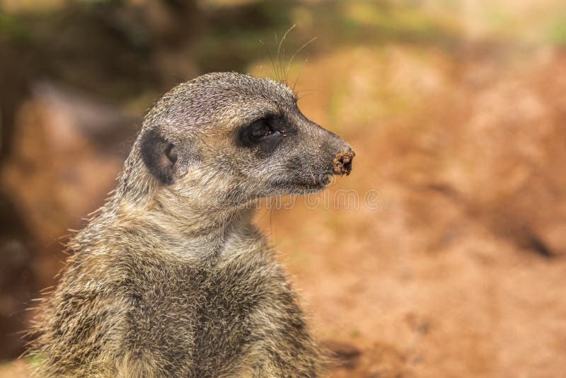 Portrait of a Meerkat with Earth on Tip of the Nose - Side View, Copy ...