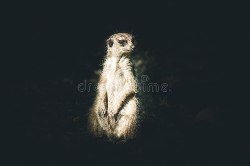 Portrait of a Meerkat Guarding Dark & Dramatic Style Image Concept of ...