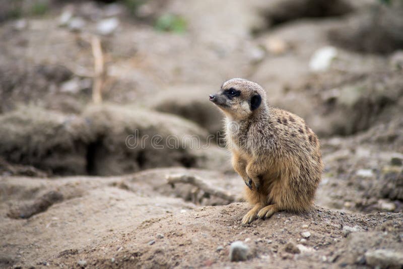 Meerkat Sitting on the Land Stock Image - Image of natural, eyes: 174955989