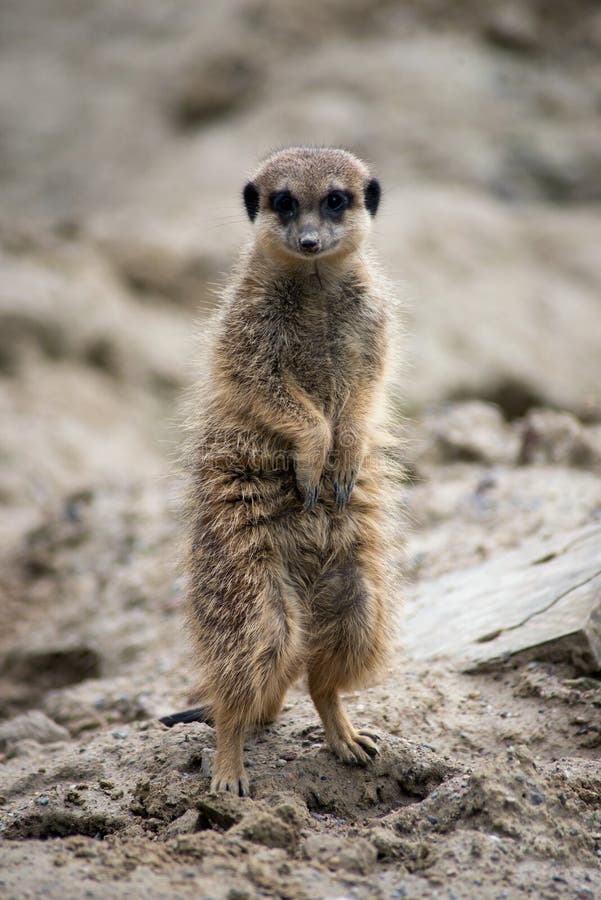 Meerkat Standing on the Land Stock Photo - Image of alert, african ...