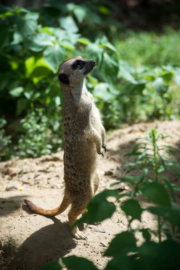 Meerkat Standing on the Land Stock Photo - Image of alert, african ...