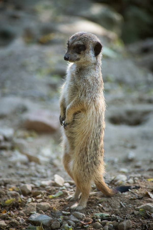 Meerkat Standing on the Land Stock Image - Image of guard, desert ...