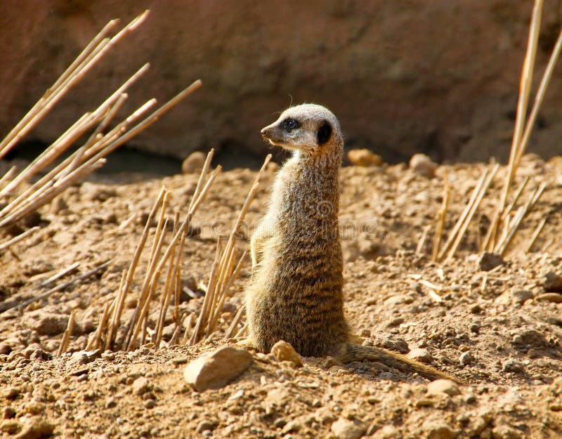 Portrait of a Meerkat on the Watch Stock Image - Image of monitor ...