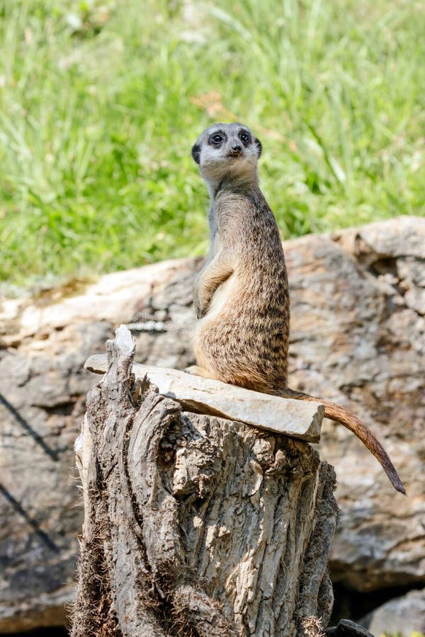 Portrait of a Meerkat on the Watch Stock Photo - Image of grass, family ...
