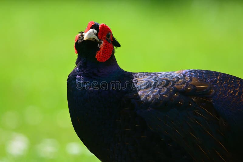 Wild Melanistic Mutant Pheasant, Phasianus Colchicus. Peebles, Scotland ...