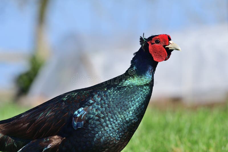 Melanistic Pheasant Stock Photos - Free & Royalty-Free Stock Photos ...