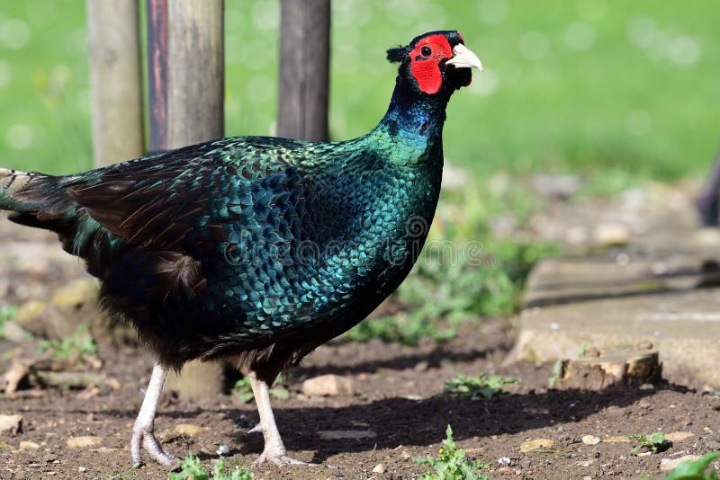 Melanistic Pheasant Stock Photos - Free & Royalty-Free Stock Photos ...