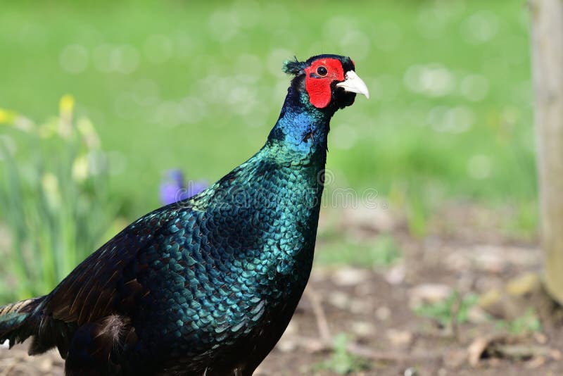 Melanistic pheasant stock photo. Image of color, colorful - 197350170