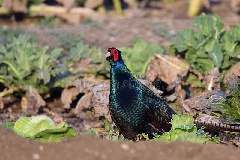 Melanistic pheasant stock photo. Image of garden, black - 197350302