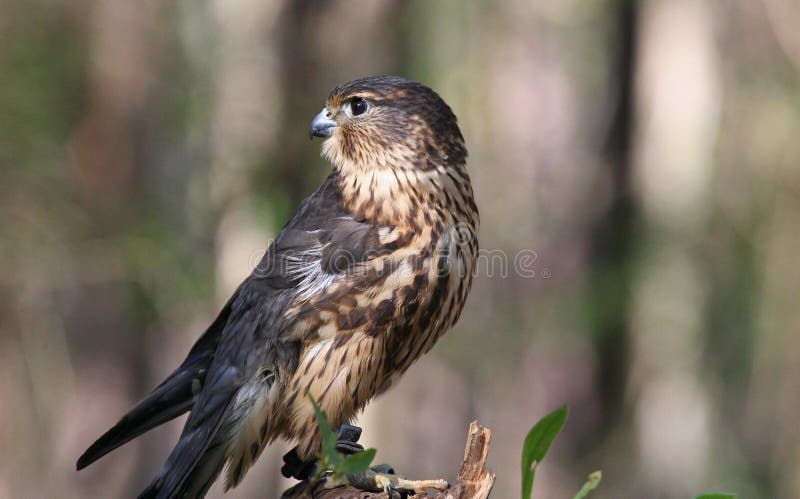 Portrait of Merlin Bird of Prey Stock Image - Image of columbarius ...