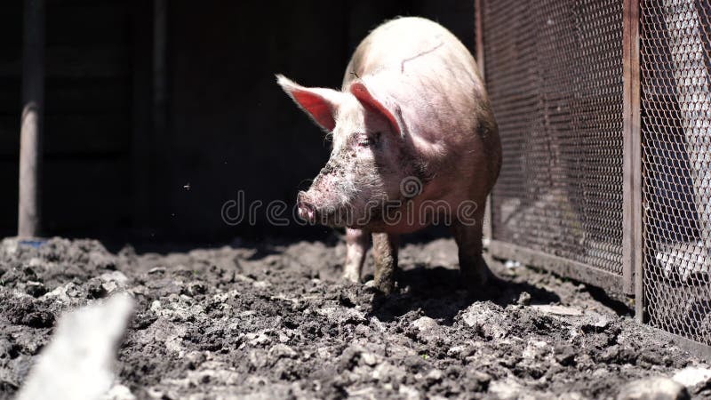 Portrait of Messy Pig on the Farm, Close-up. Happy Pig on Pig Farm ...
