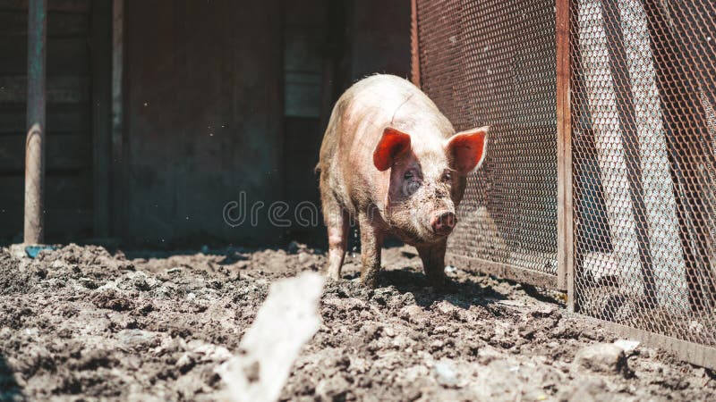 Portrait of Messy Pig on the Farm, Close-up. Happy Pig on Pig Farm ...