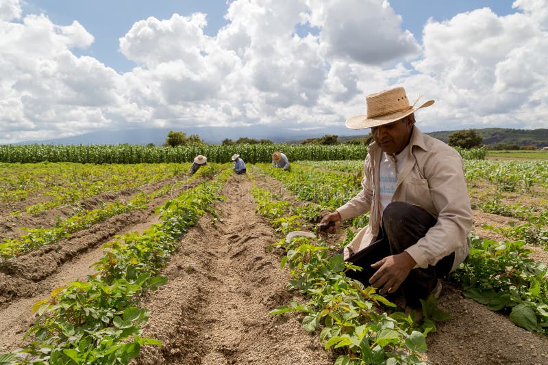 Mexican Farmer& X27;s Hands on Farming Tools Stock Photo - Image of ...