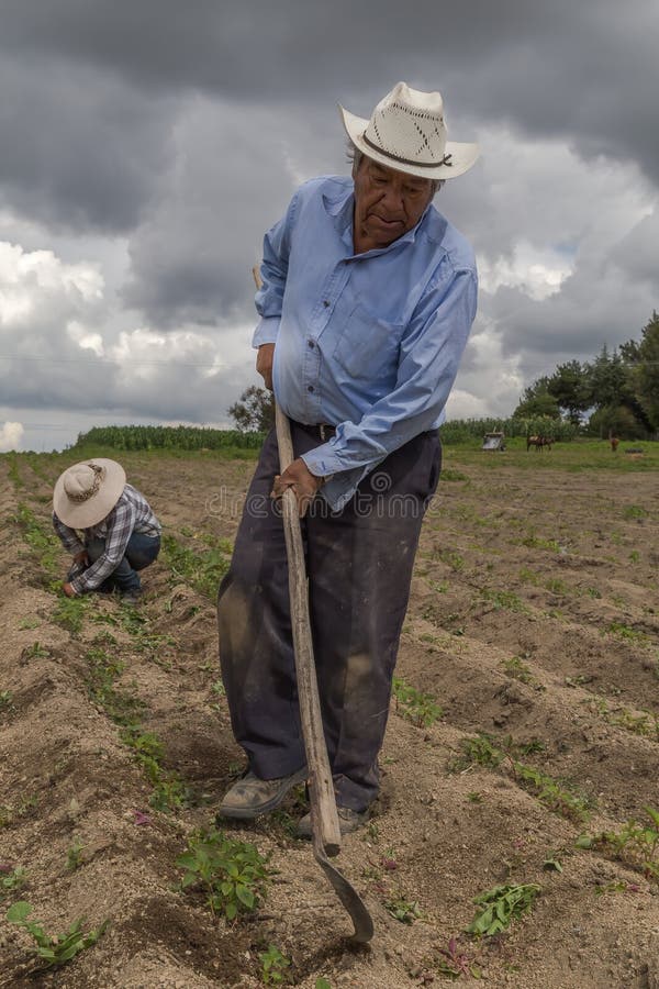 Mexican Farmer& X27;s Hands on Farming Tools Stock Photo - Image of ...