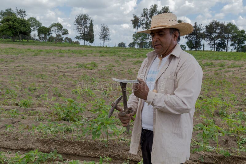 Mexican Farmer& X27;s Hands on Farming Tools Stock Photo - Image of ...