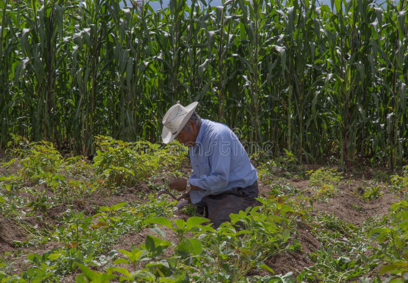 Mexican Farmer& X27;s Hands on Farming Tools Stock Photo - Image of ...