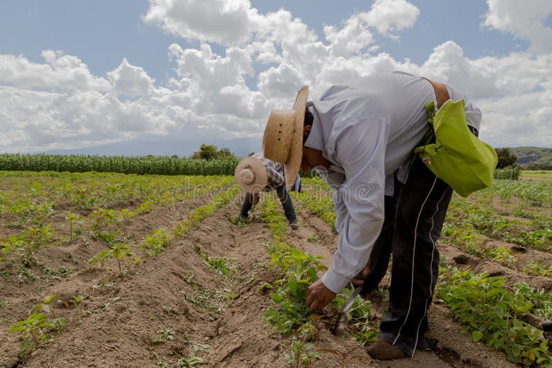 Mexican Farmer& X27;s Hands on Farming Tools Stock Photo - Image of ...