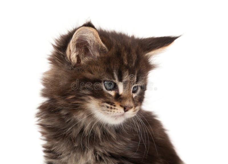 Portrait Mignon De Chaton De Maine Coon Image stock - Image du minou ...