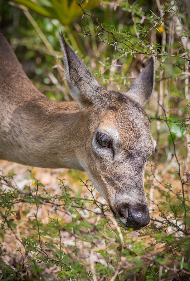 Portrait of Miniature Key Deer Stock Image - Image of virginianus ...