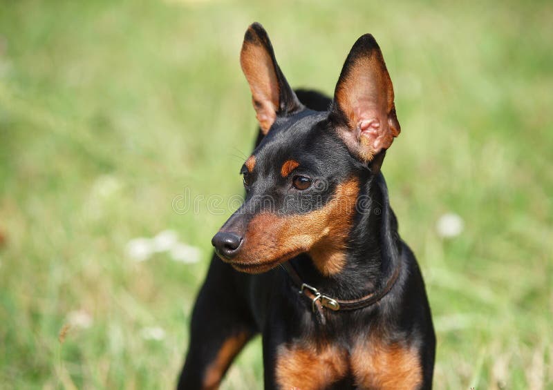 Portrait of Miniature Pincher Stock Image - Image of zwergpinscher ...