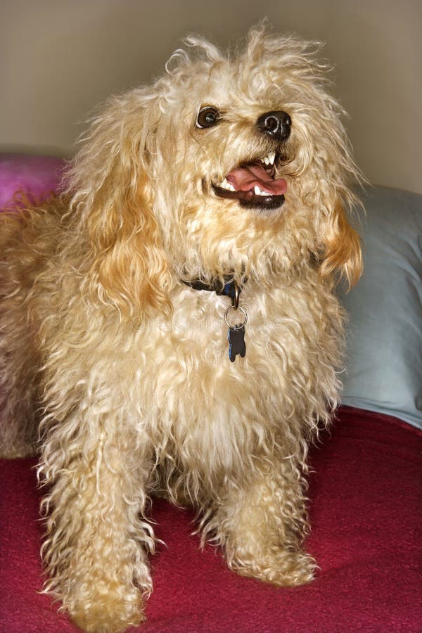 Portrait of Mixed Breed Dog. Stock Photo - Image of portrait, mixed ...