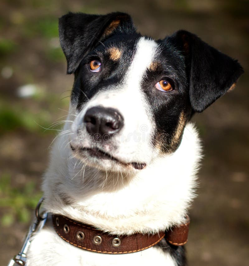 Portrait mixed breed dog stock photo. Image of face, black - 26735986